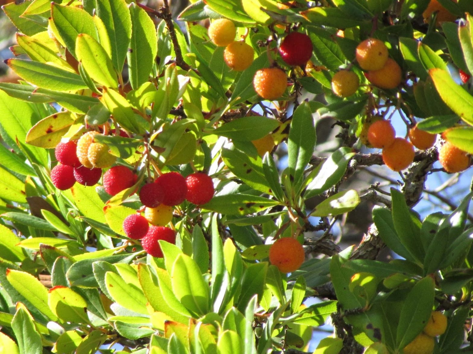 Drzewo truskawkowe - Wyspa Rodos